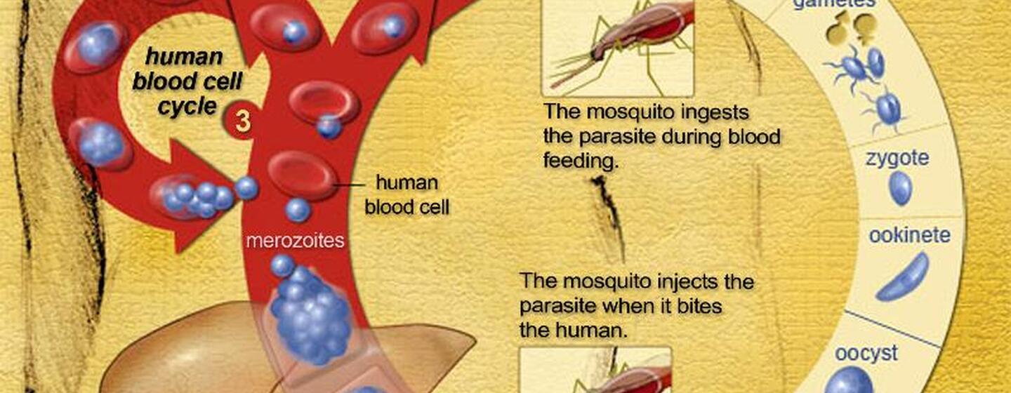Successful preclinical tests for new agent against severe malaria ...